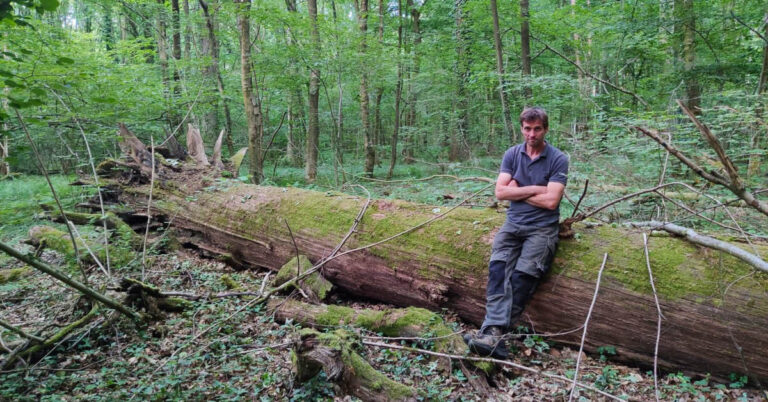 Voedselbos Meerbos: natuurbos met voedselbossoorten