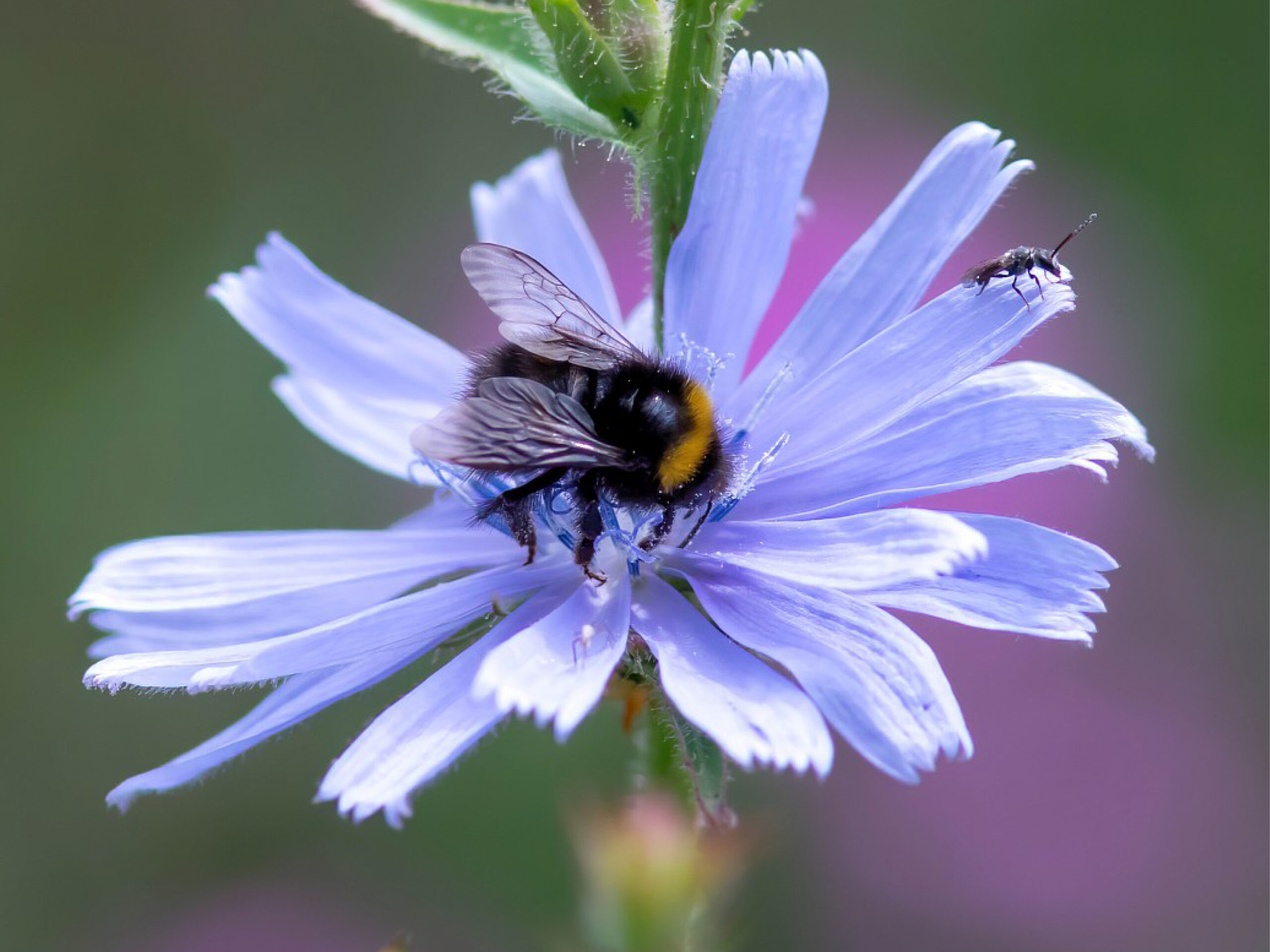 Biologische planten, waar vind je ze? - Brabantse Milieufederatie